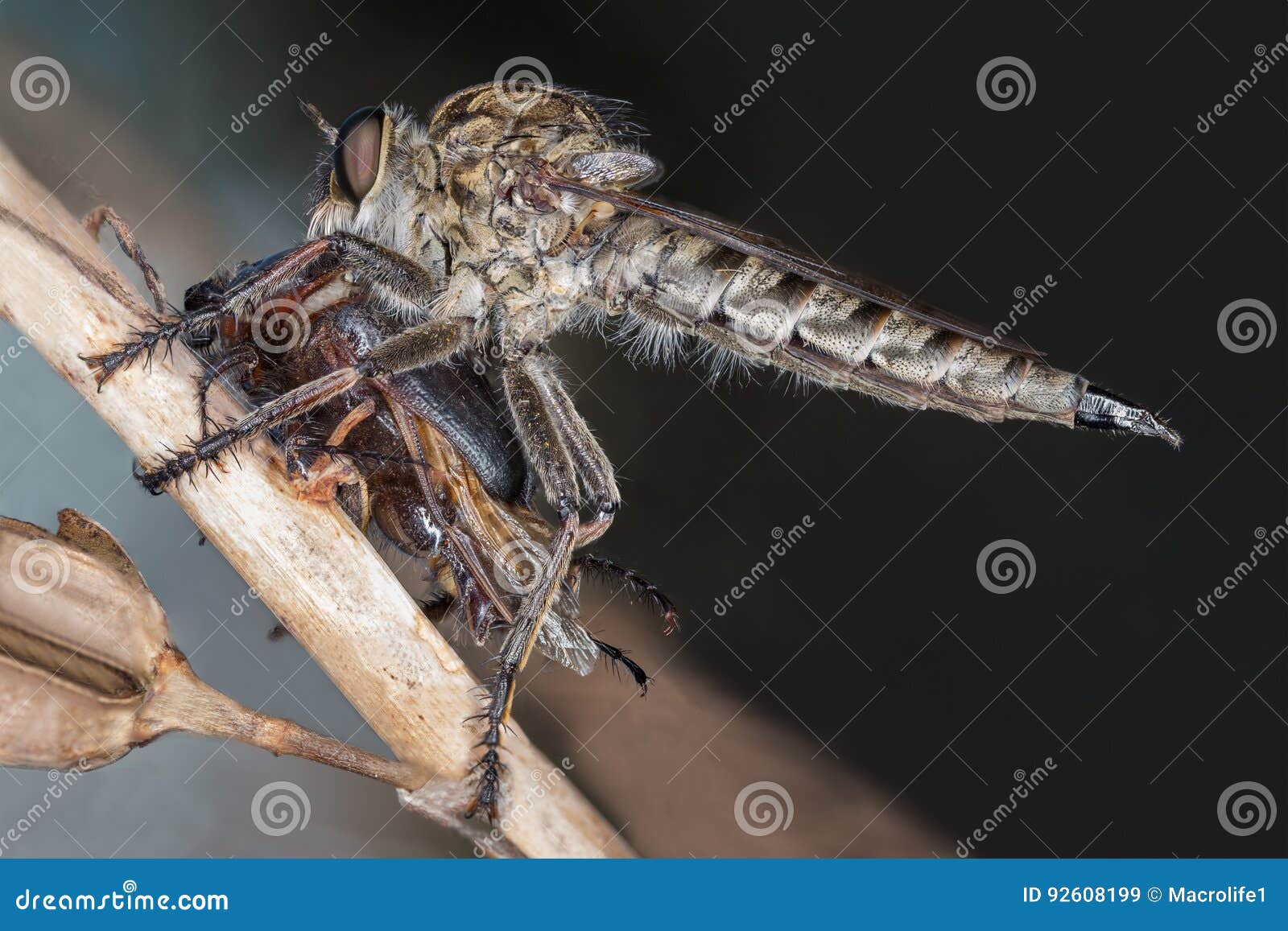 Asilidae - Robber fly stock image. Image of science, insect - 92608199