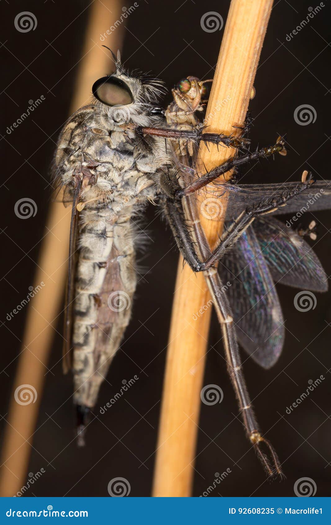 Asilidae - Robber fly stock image. Image of entomology - 92608235