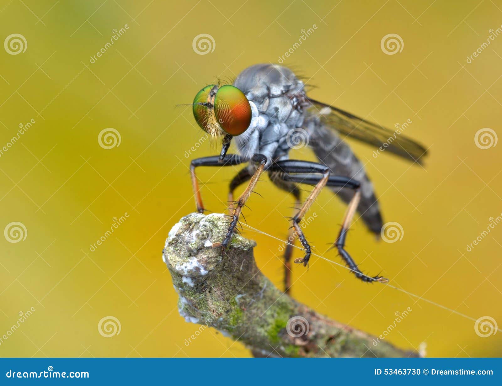 Asilidae - the Robber fly stock photo. Image of branch - 53463730