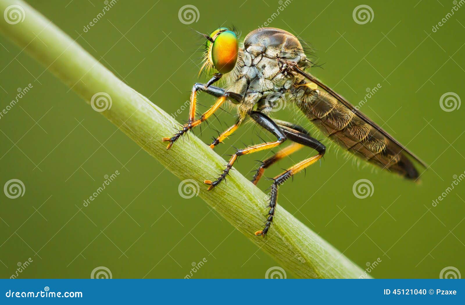 The Asilidae Are The Robber Fly Family, Also Called Assassin Flies ...