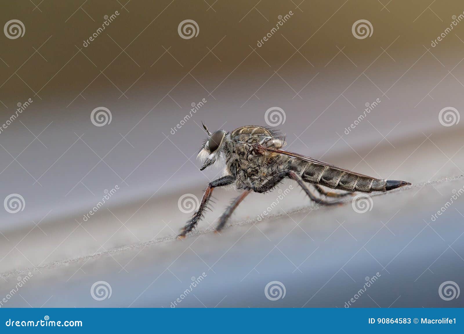 Asilidae - Robber fly stock image. Image of science, wildlife - 90864583