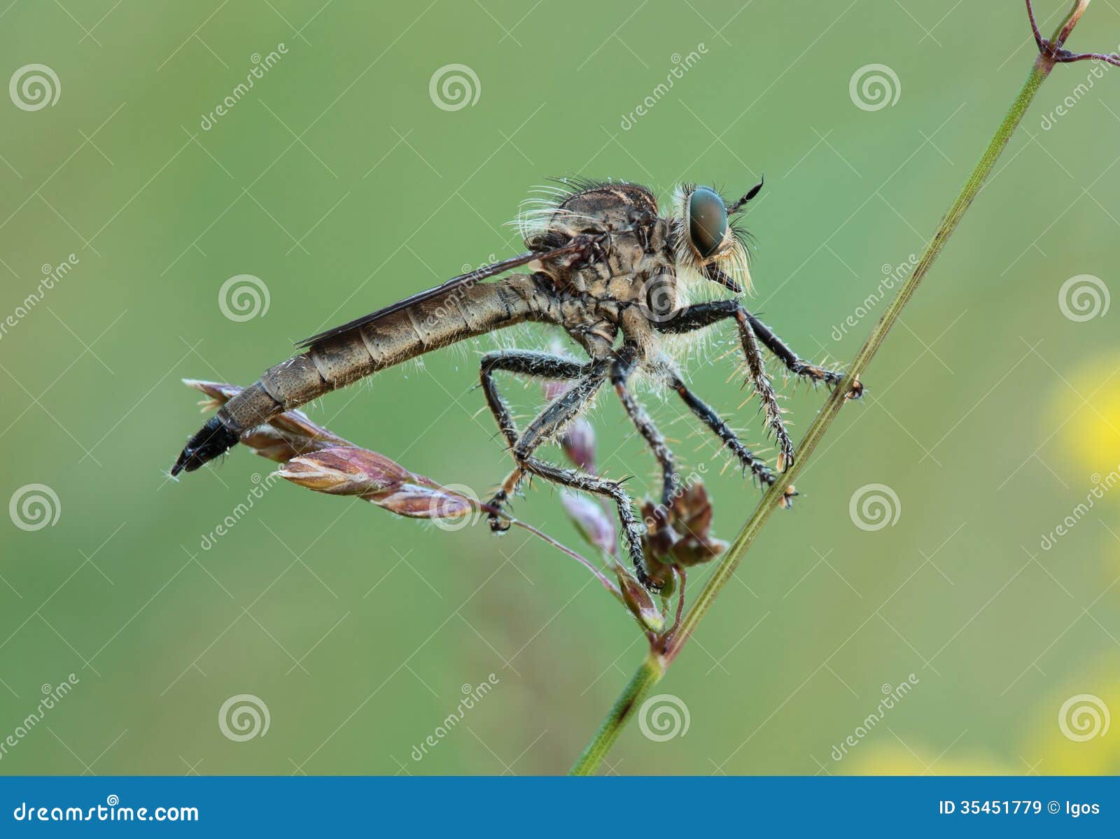 Asilidae. stock image. Image of wing, asilidae, grass - 35451779