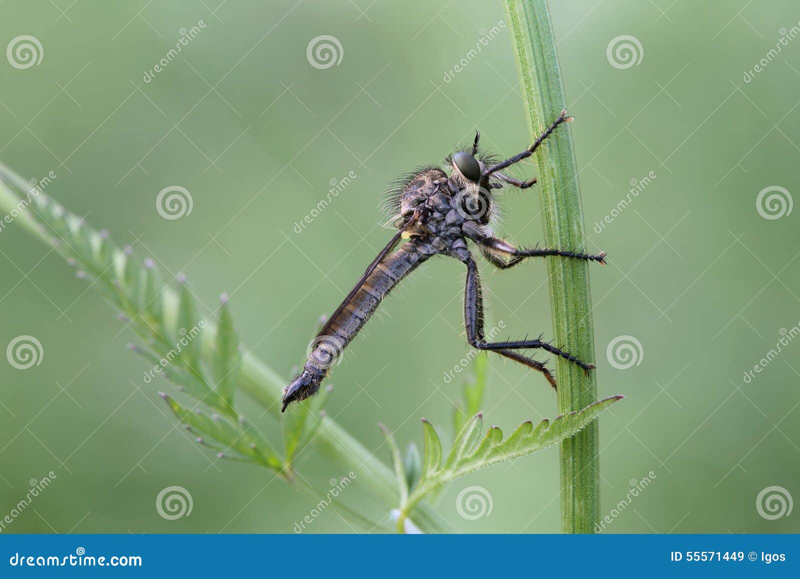 Asilidae stock image. Image of asilidae, nature, predator - 55571449