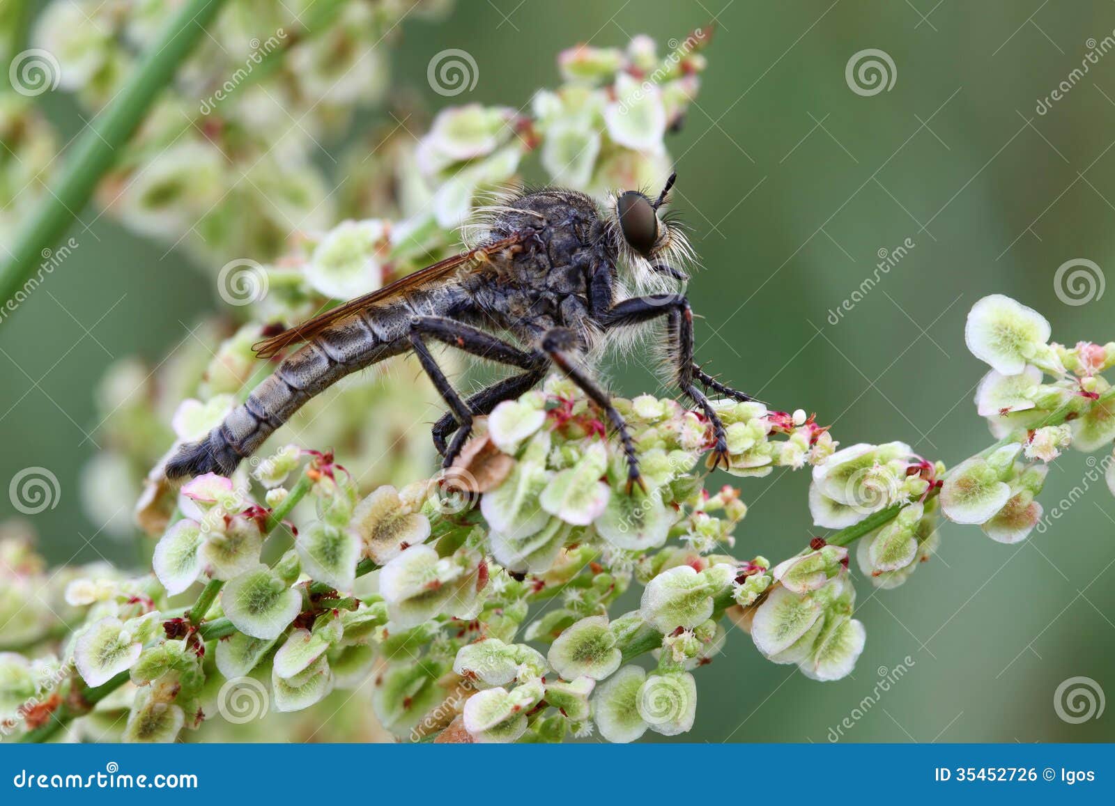 Asilidae. stock photo. Image of nature, pollinator, organism - 35452726