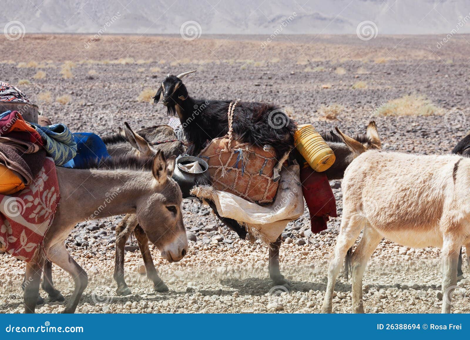 Asini Che Trasportano Le Merci E Una Capra. Fotografia Stock - Immagine di sahara, animale: 26388694