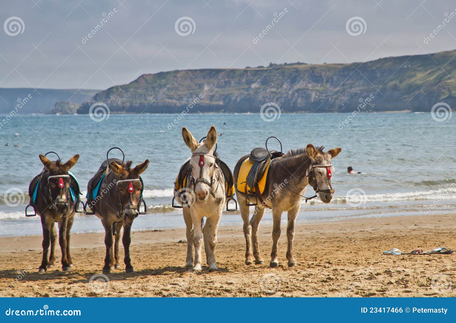Asini della spiaggia fotografia stock. Immagine di nazionale - 23417466