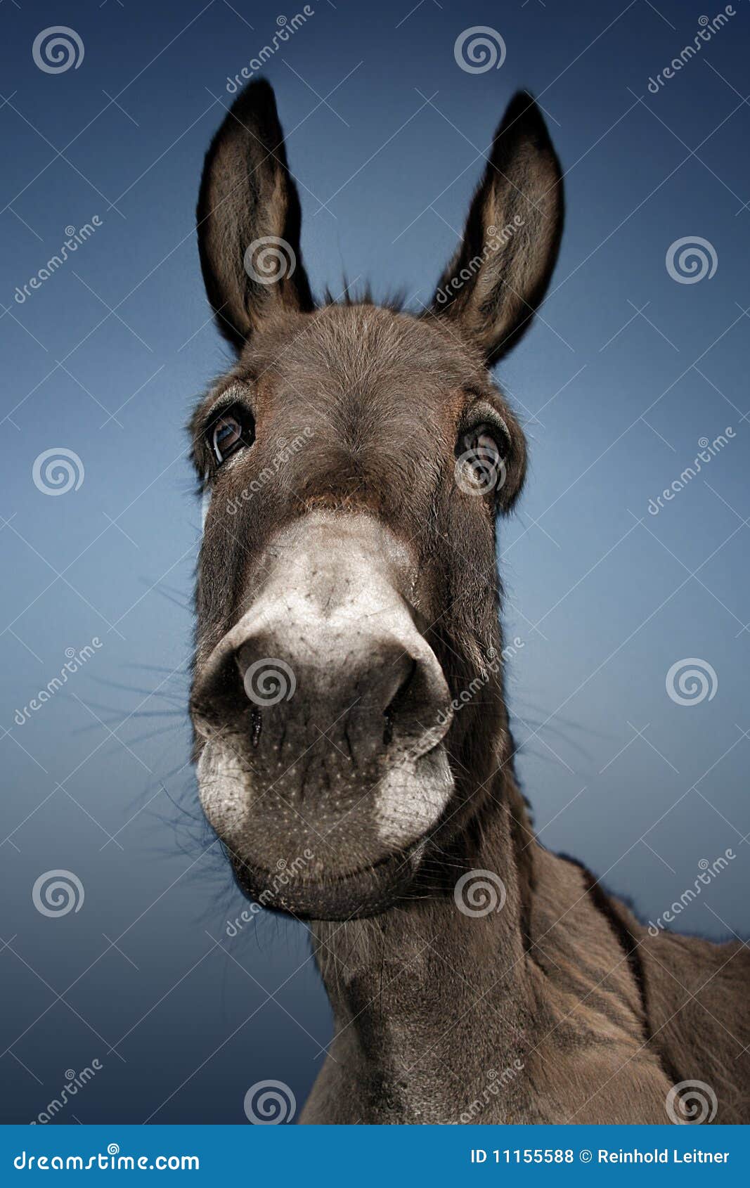 Asino fotografia stock. Immagine di cielo, mulo, occhio - 11155588