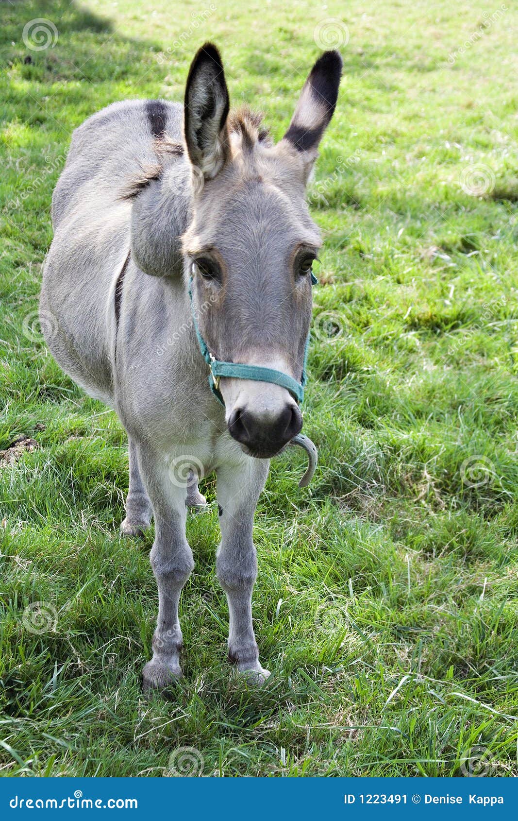 Asino immagine stock. Immagine di mammifero, mulo, natura - 1223491