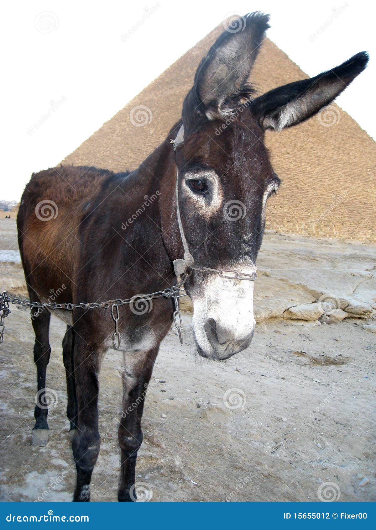 Asino fotografia stock. Immagine di verticale, asino - 15655012