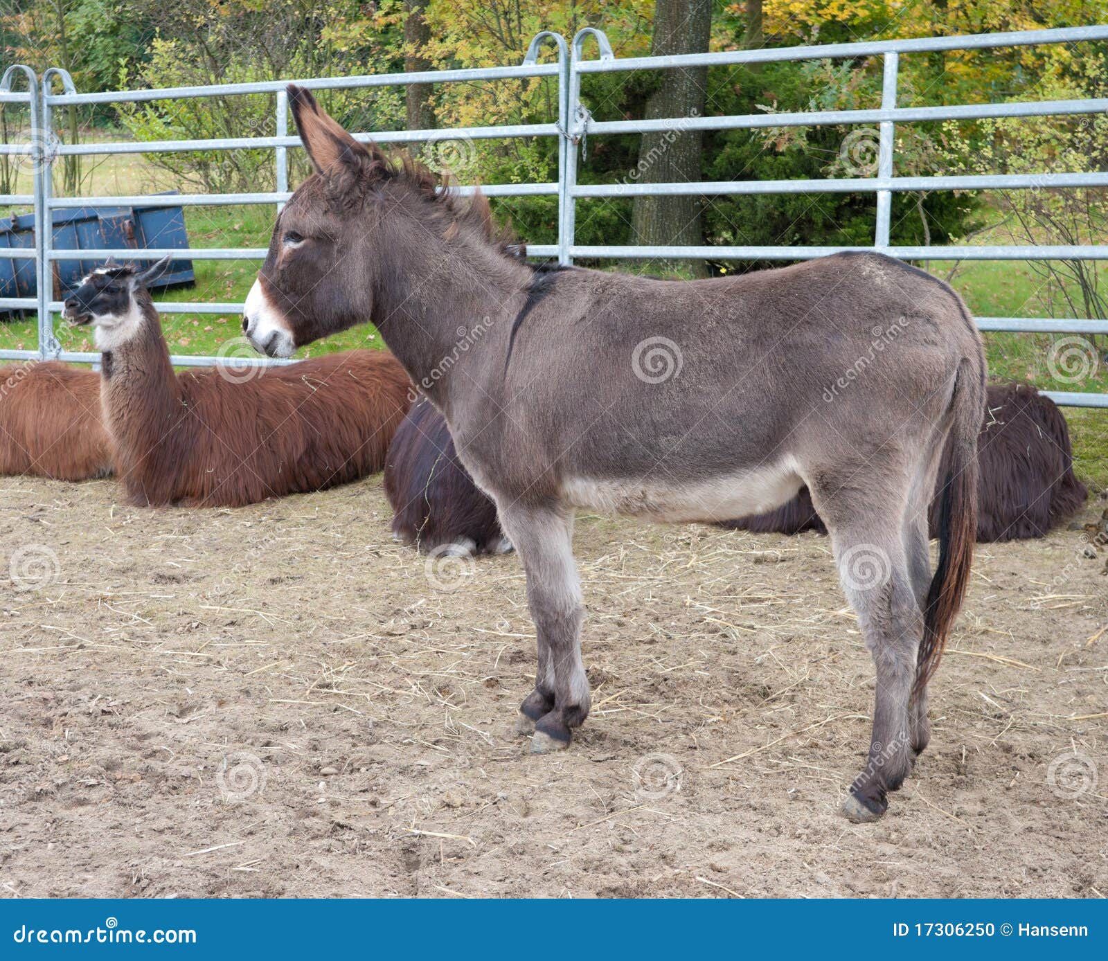 Asino fotografia stock. Immagine di forte, podere, difficoltà - 17306250