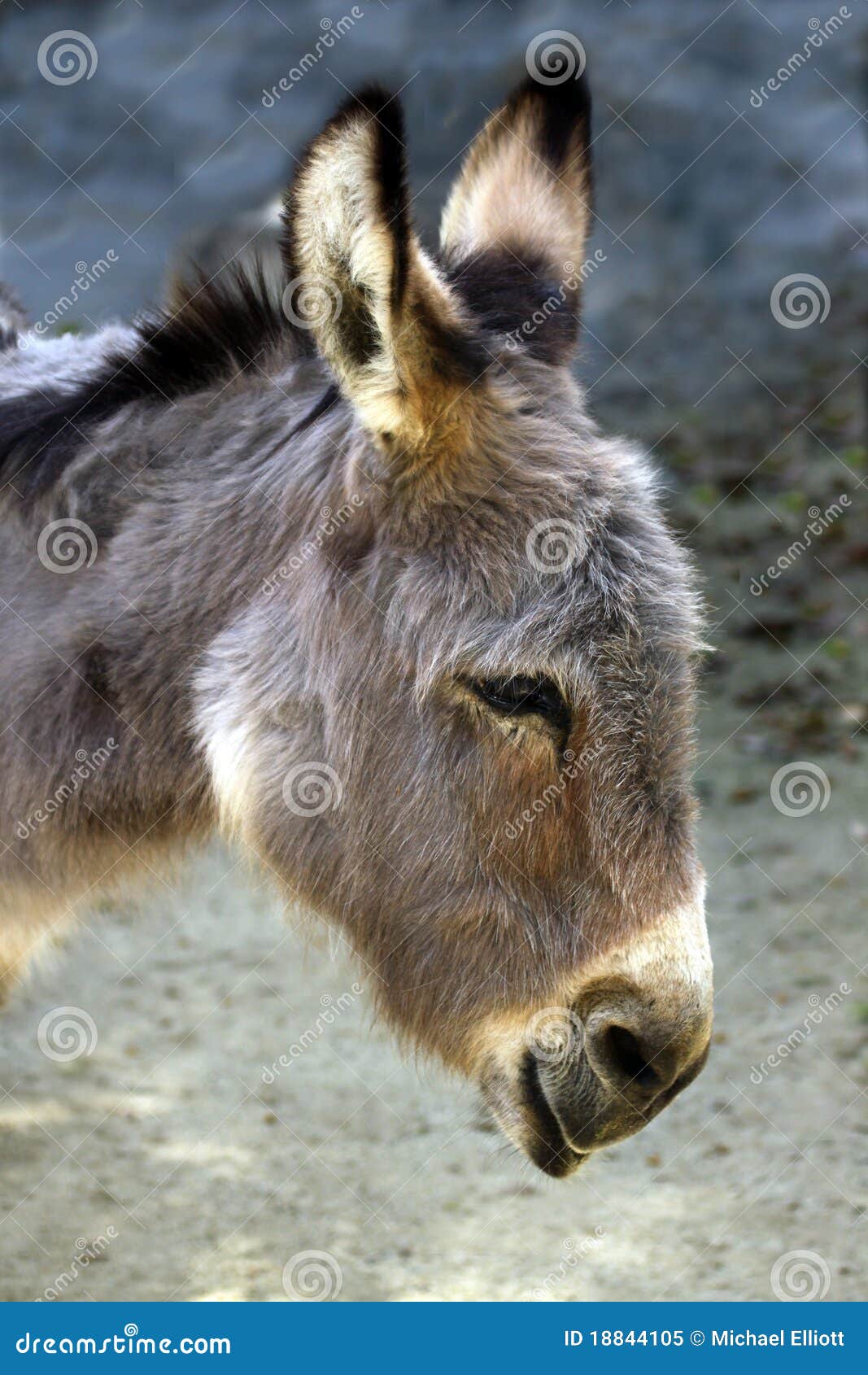 Asino immagine stock. Immagine di orecchi, animale, furia - 18844105