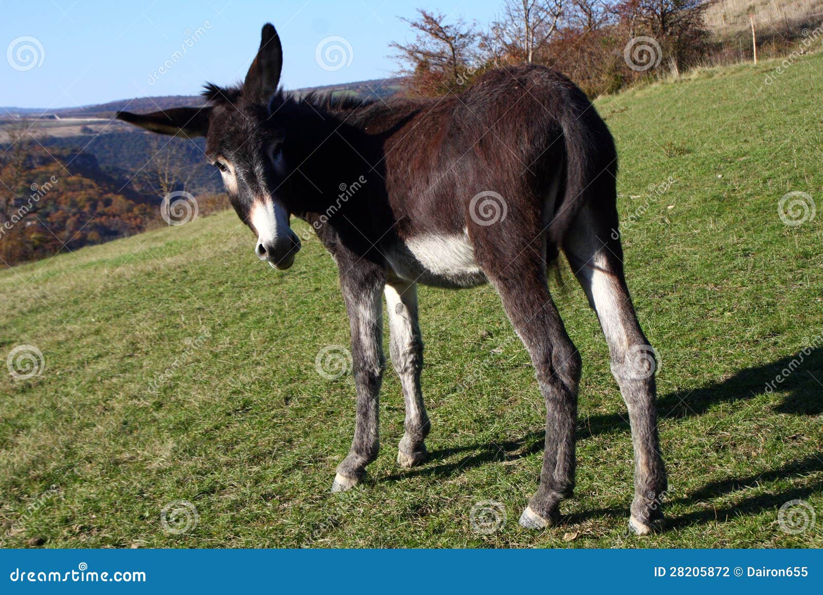 Asino fotografia stock. Immagine di osservare, ritratto - 28205872