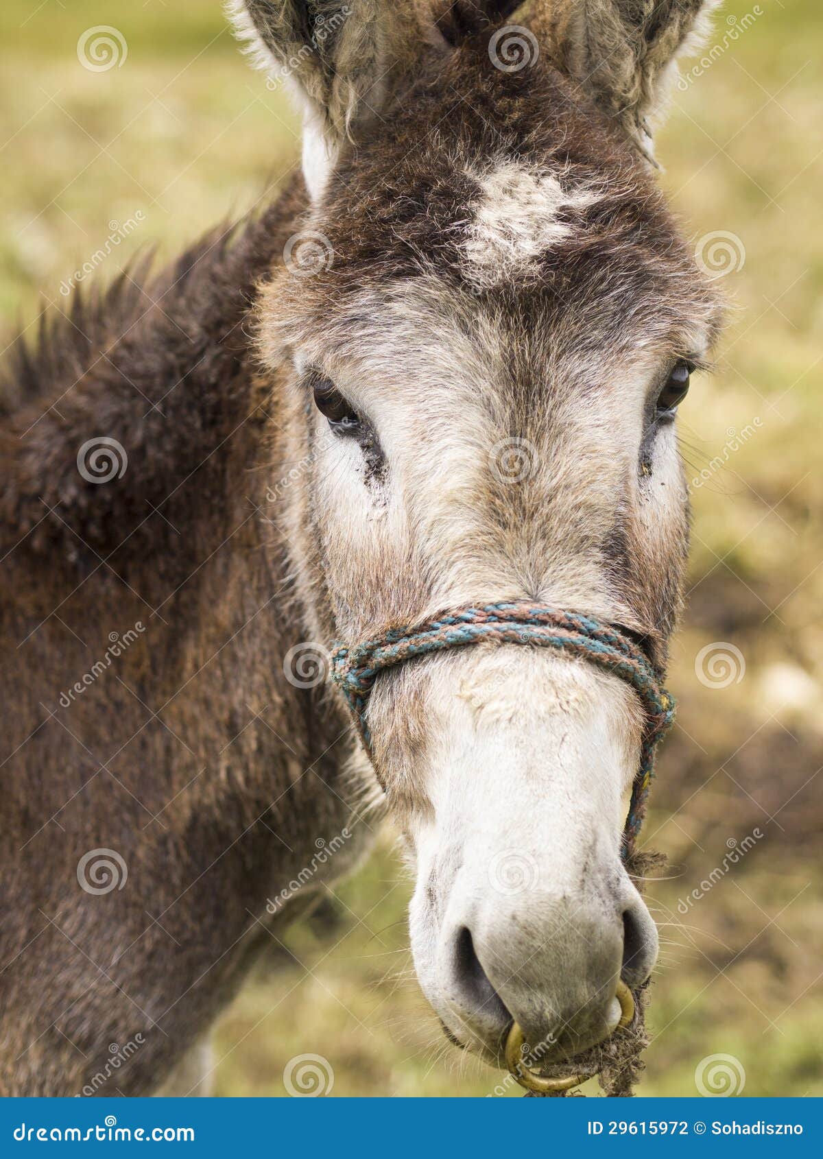 Asino fotografia stock. Immagine di pascolo, bestiame - 29615972