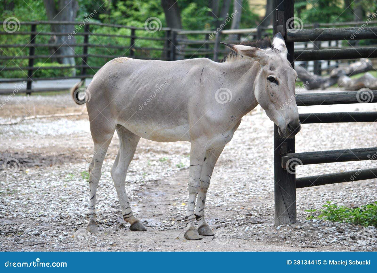 Asino immagine stock. Immagine di asino, grande, animale - 38134415