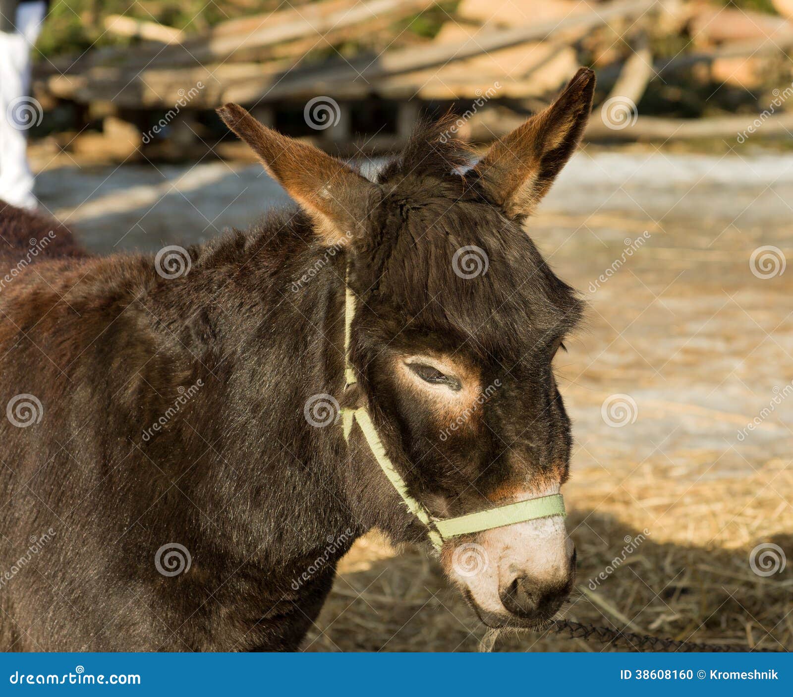 Asino. fotografia stock. Immagine di sfogliare, giovane - 38608160