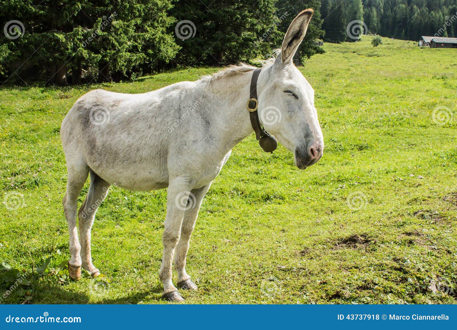 Asino bianco fotografia stock. Immagine di animale, montagna - 43737918