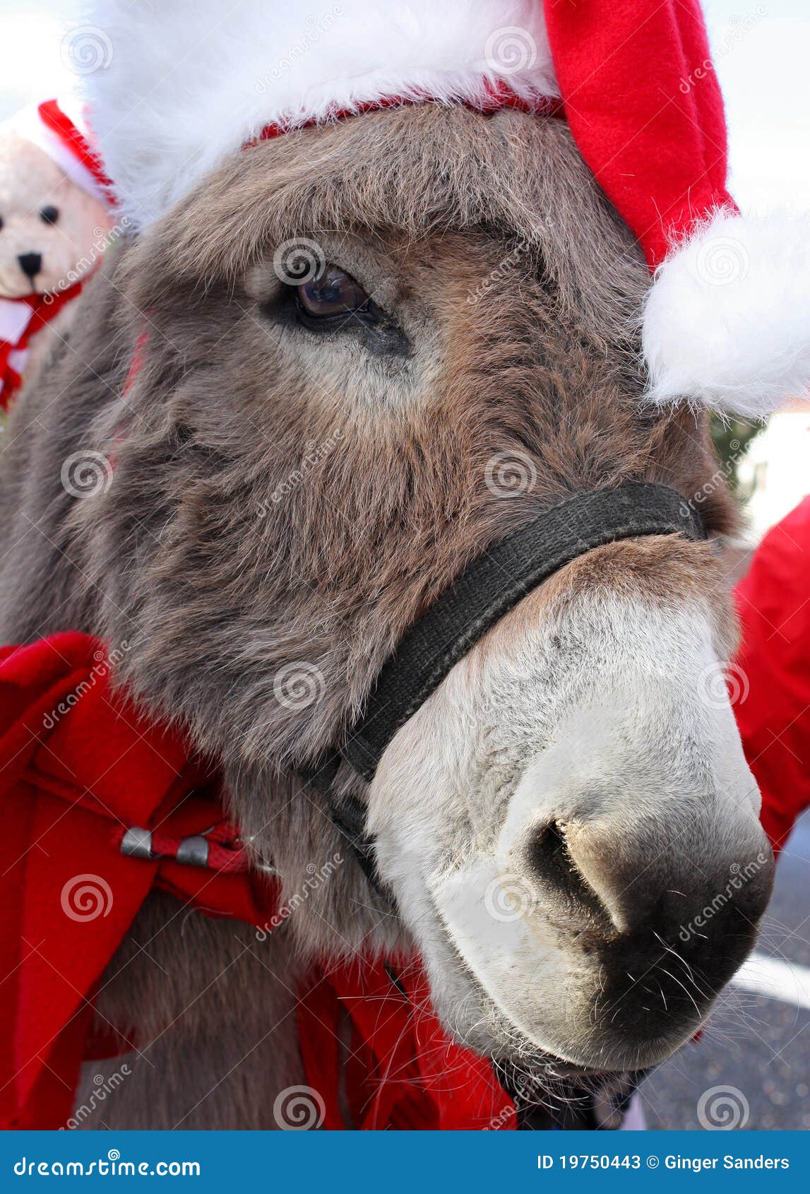 Asino Con Il Cappello Di Natale Immagine Stock - Immagine di pelliccia ...