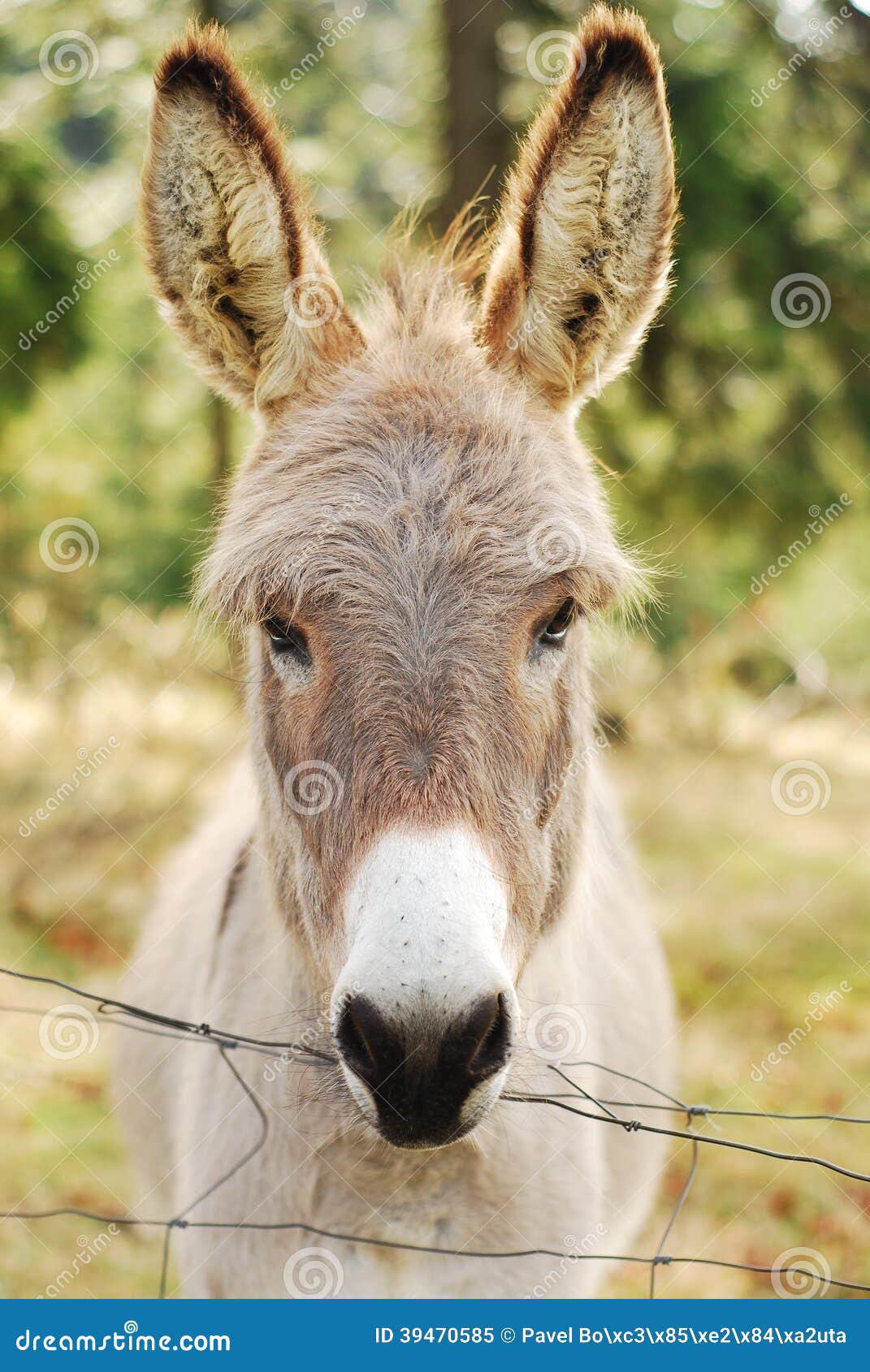 Asino curioso immagine stock. Immagine di animale, bellezza - 39470585