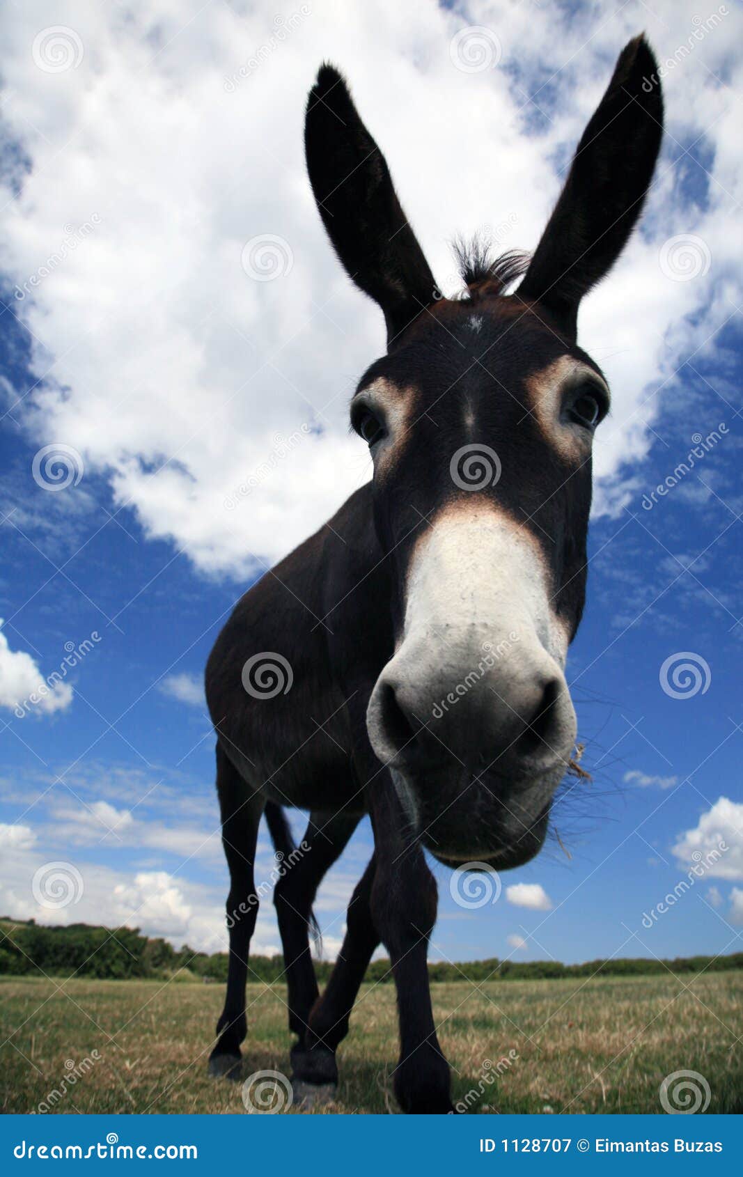 Asino Dell'animale Domestico Immagine Stock - Immagine di nave, asino ...