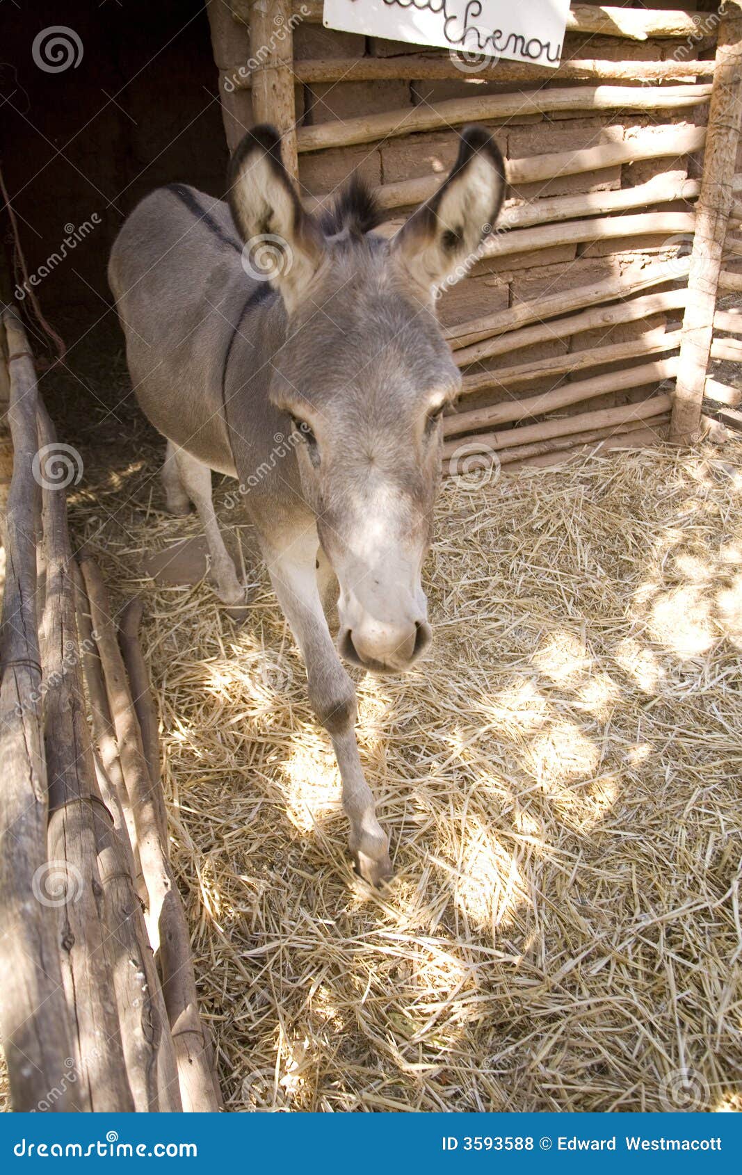 Asino Dell'animale Domestico Fotografia Stock - Immagine di posizione ...
