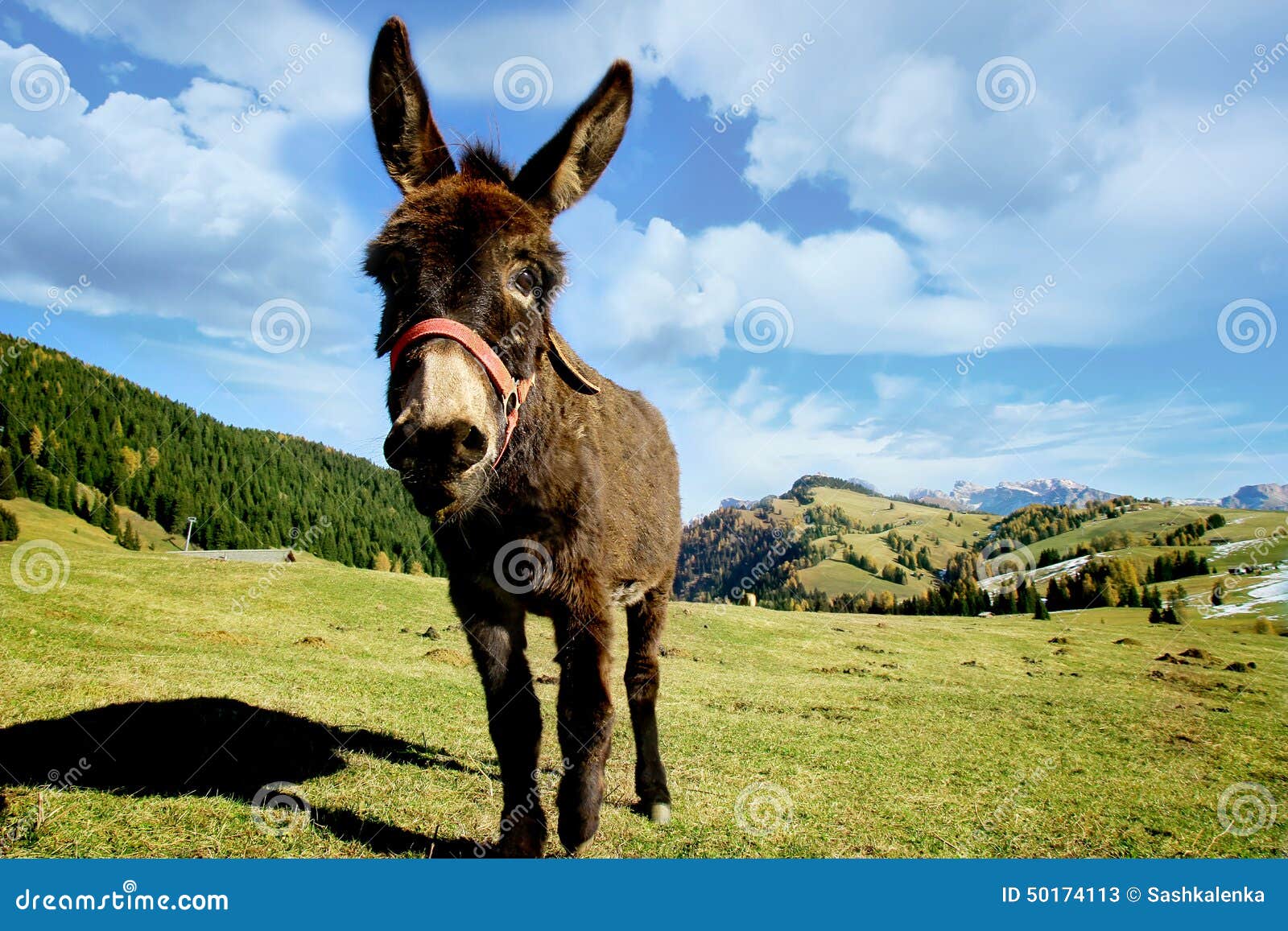 Asino nel campo immagine stock. Immagine di cielo, pets - 50174113