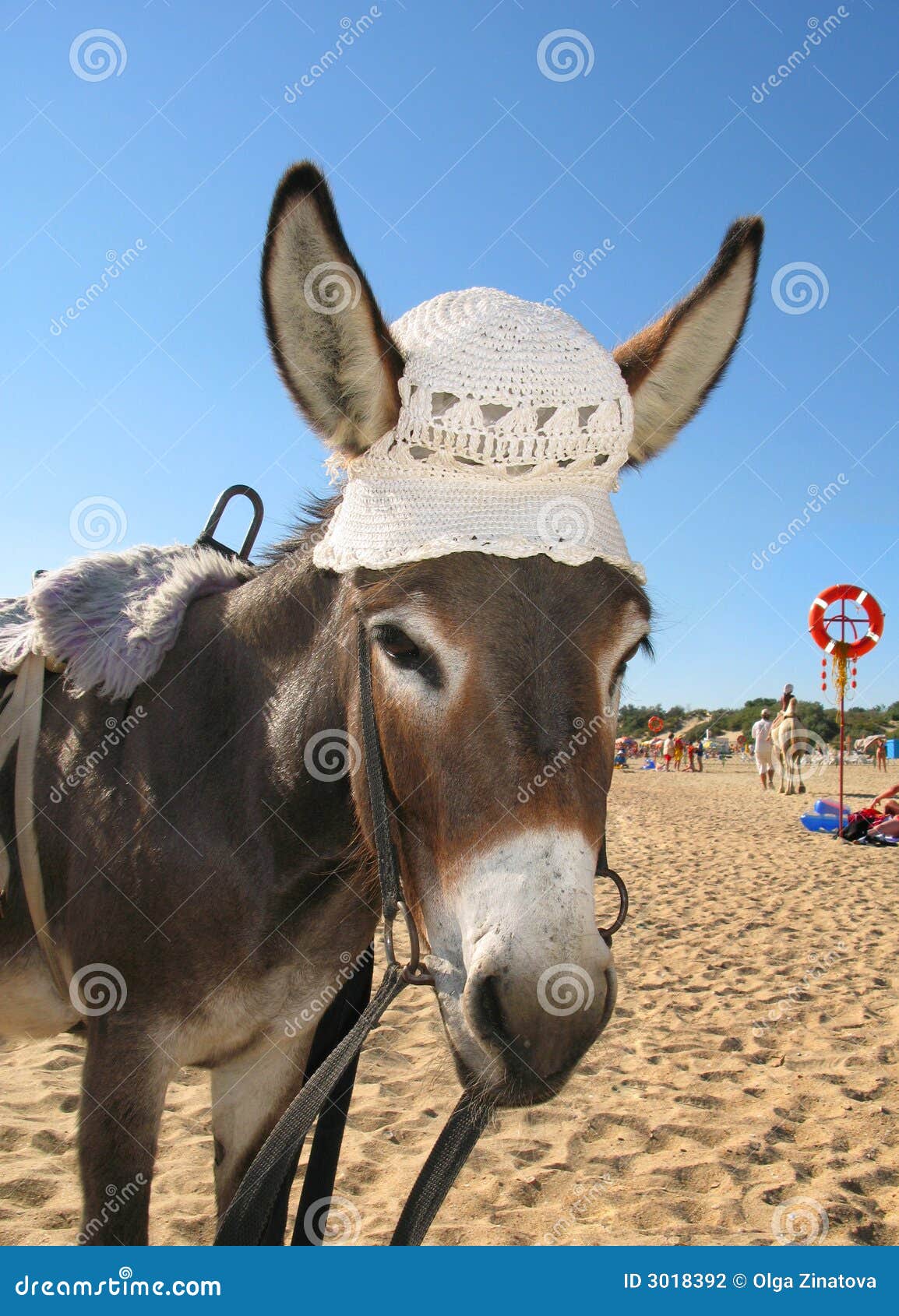 Asino un cappello fotografia stock. Immagine di asina - 3018392