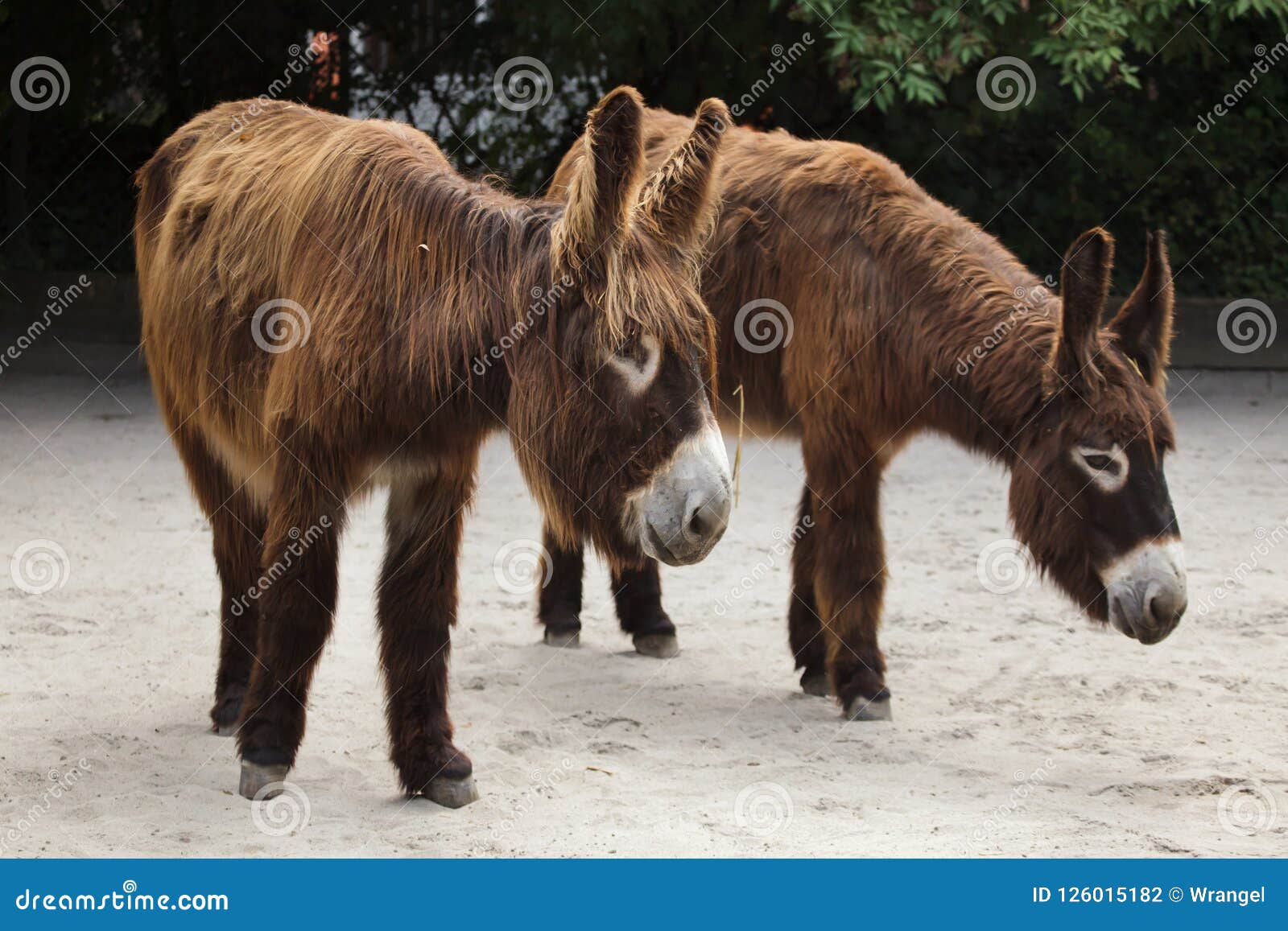 Asinus Di Equus Asinus Dell'asino Di Poitou Fotografia Stock - Immagine ...
