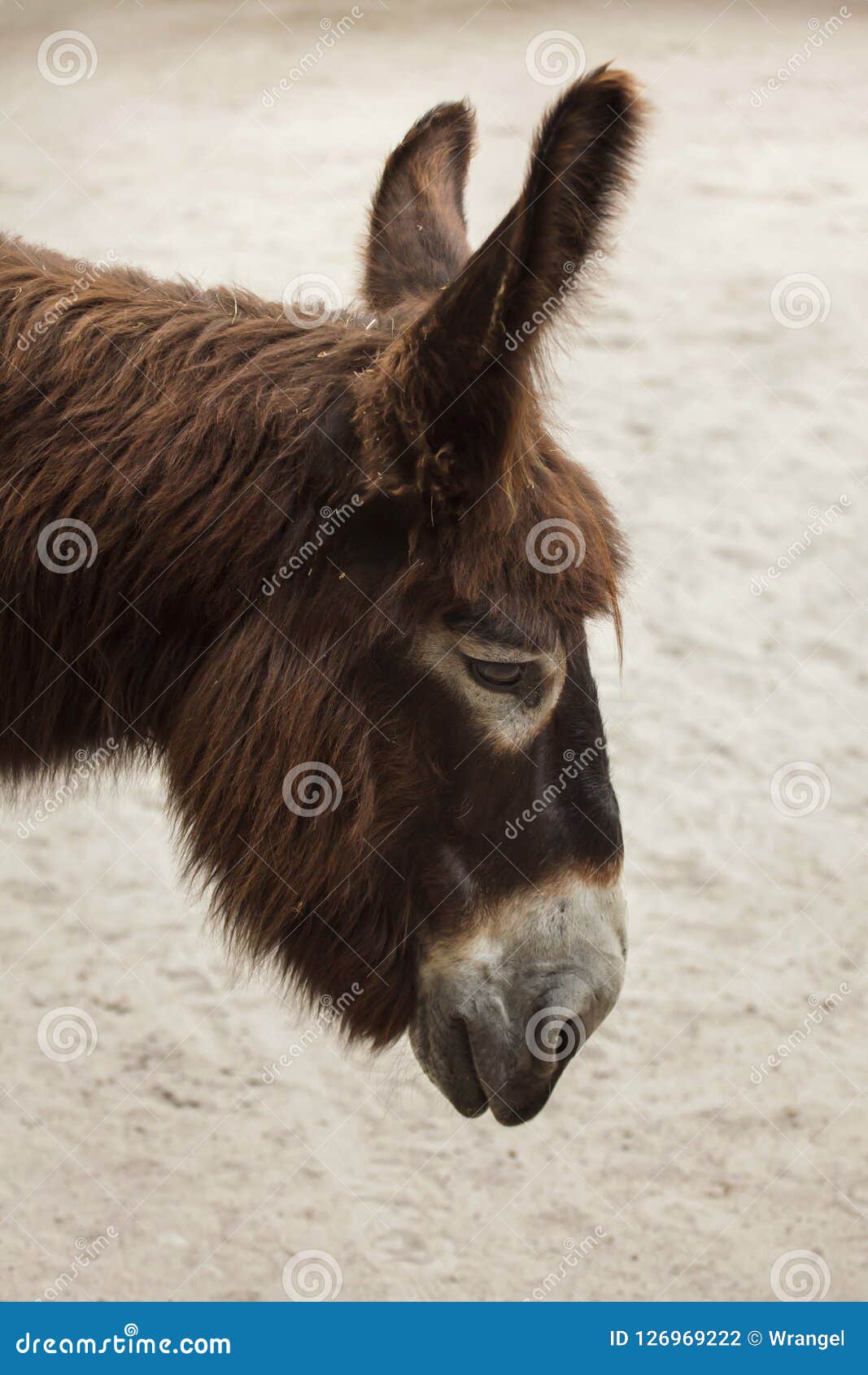 Asinus Di Equus Asinus Dell'asino Di Poitou Fotografia Stock - Immagine ...