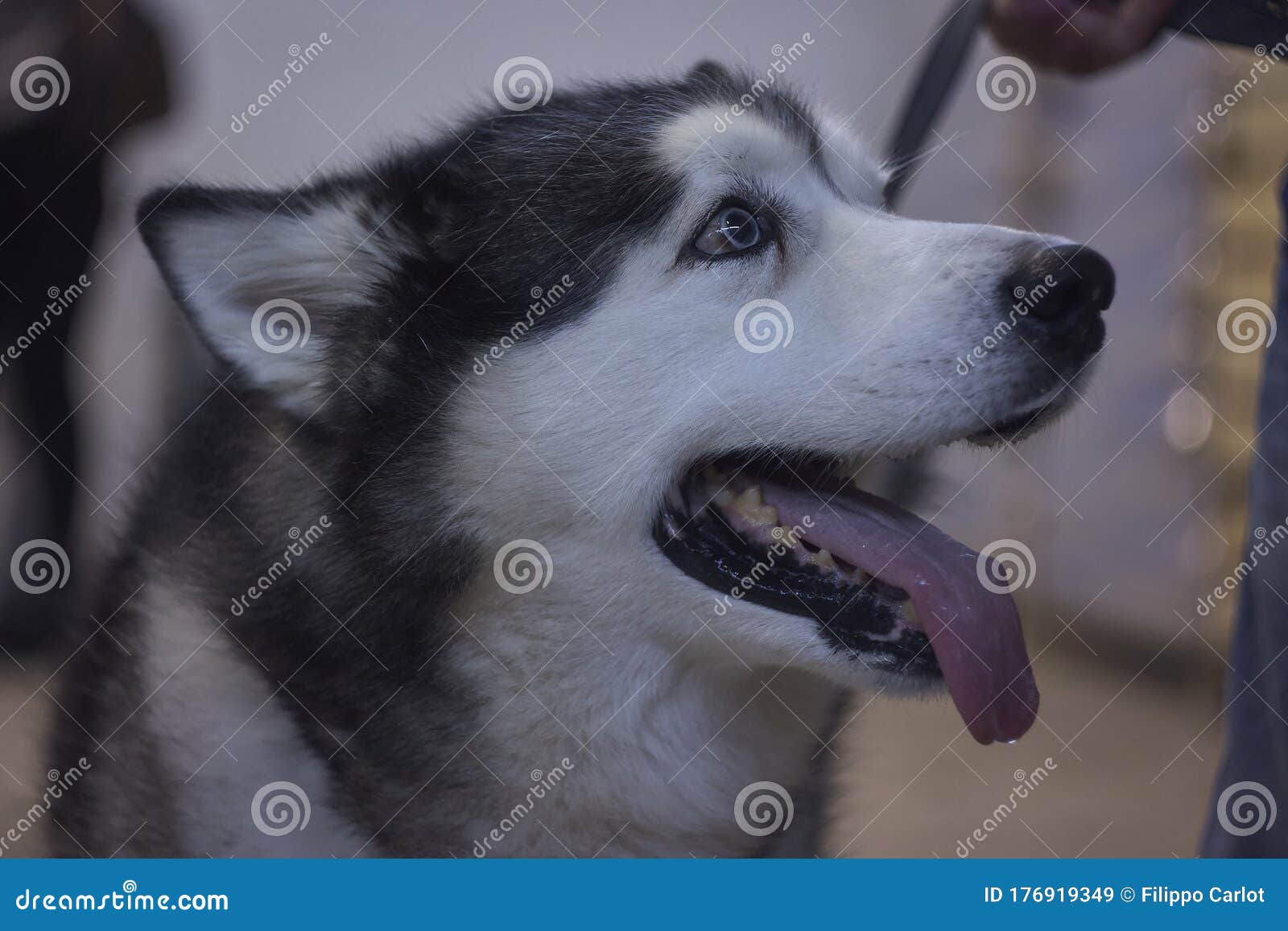 Aski dog on a leash 2 stock image. Image of mammal, blue - 176919349