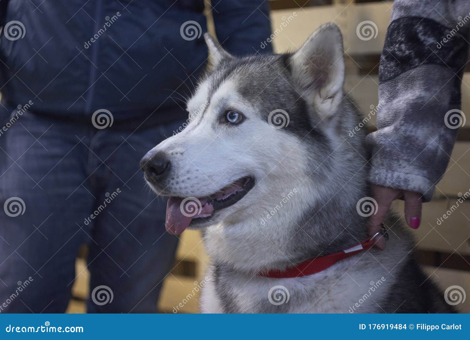 Aski dog on a leash 3 stock photo. Image of animal, little - 176919484