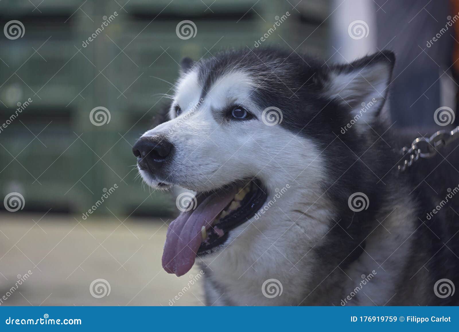 Aski dog on a leash stock image. Image of outdoors, face - 176919759