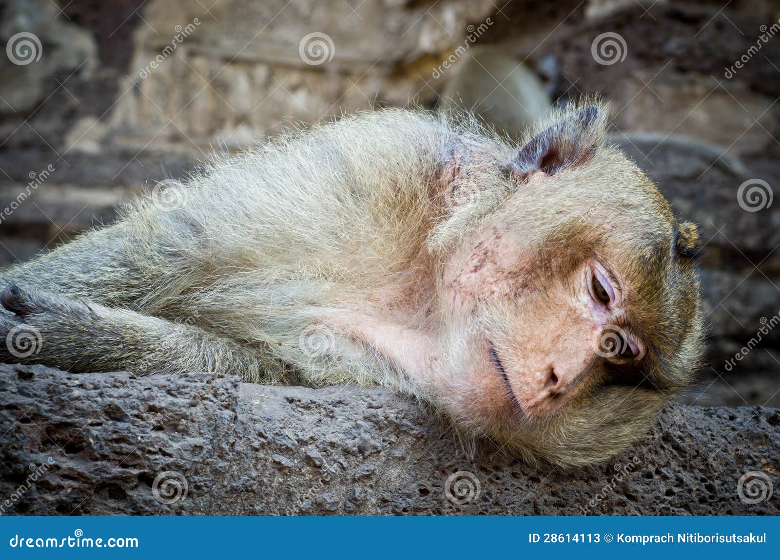 Asleep monkey stock image. Image of wild, life, mammal - 28614113
