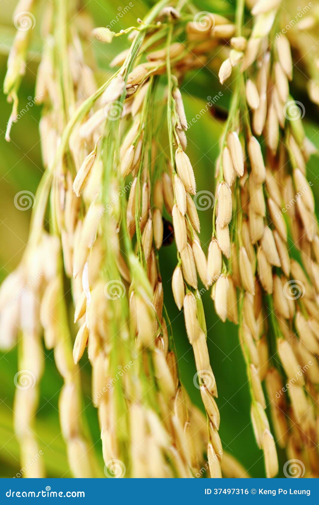 Asmine rice in farm. stock photo. Image of cultivation - 37497316