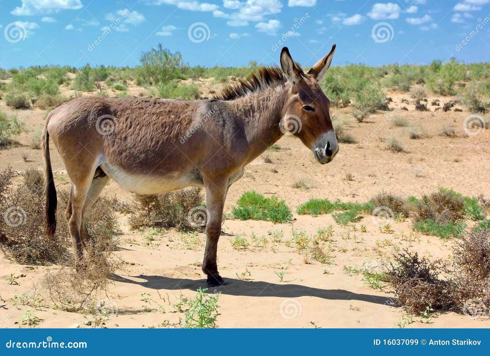 Asno imagem de stock. Imagem de cena, pets, azul, marrom - 16037099