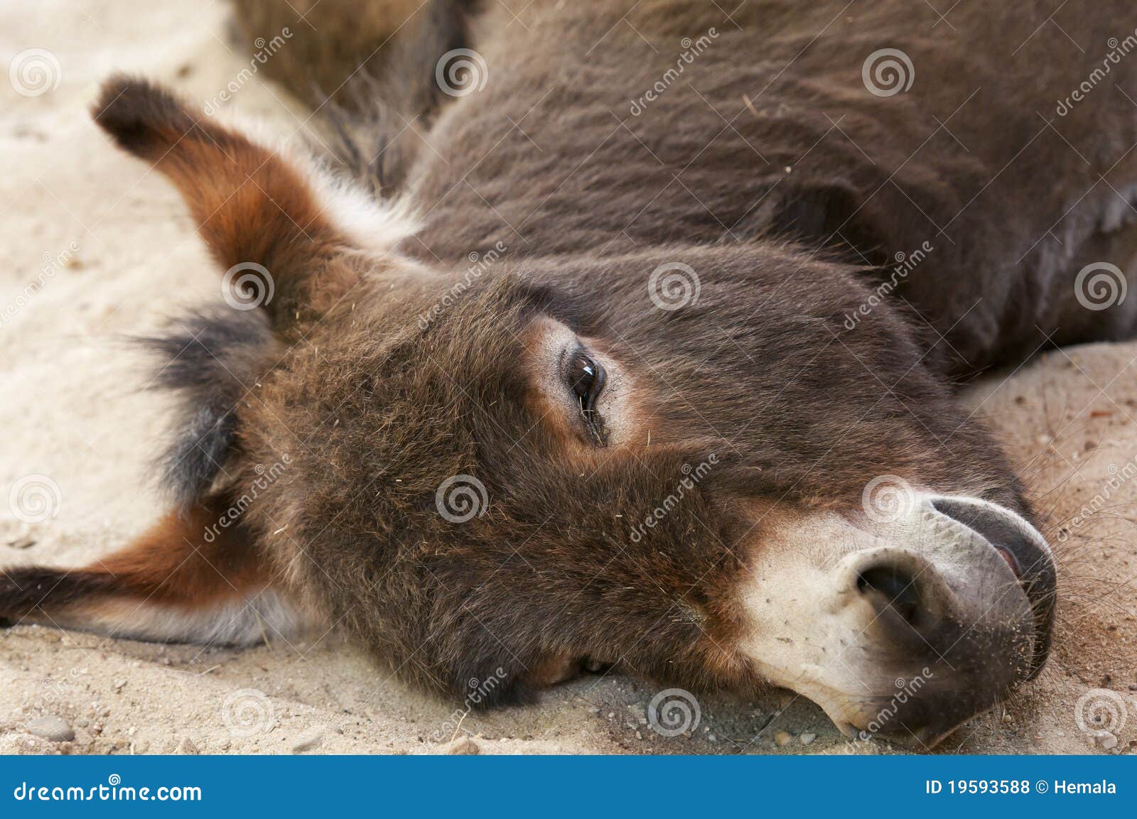Asno foto de stock. Imagem de bebê, animal, manteiga - 19593588