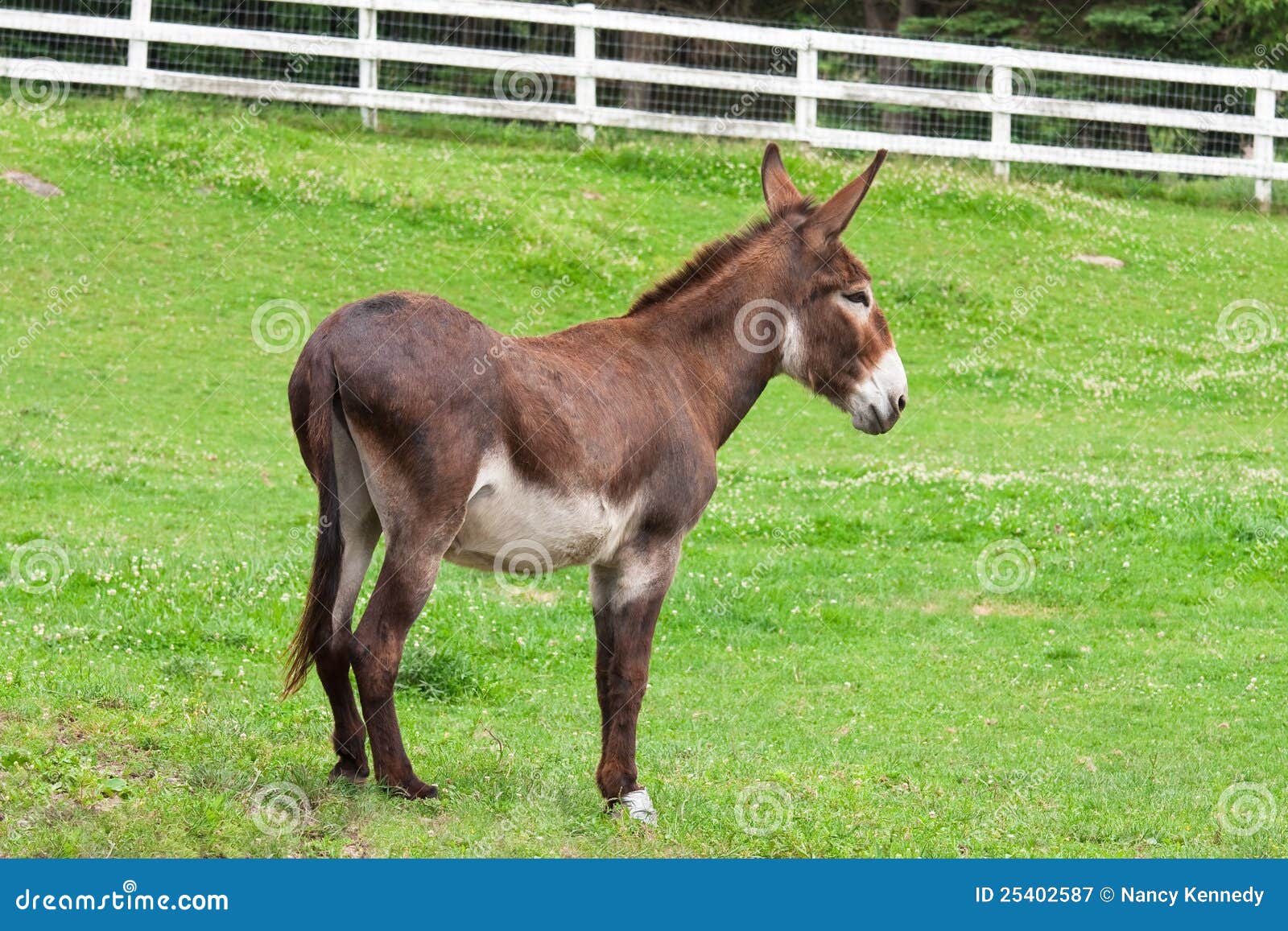 Asno imagem de stock. Imagem de asno, teimoso, fazenda - 25402587