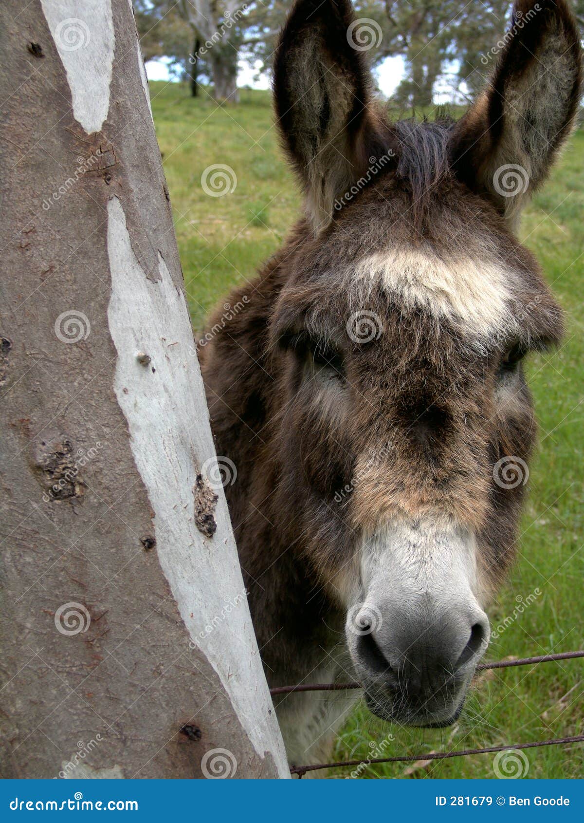 Asno imagem de stock. Imagem de animal, asno, besta, arbusto - 281679