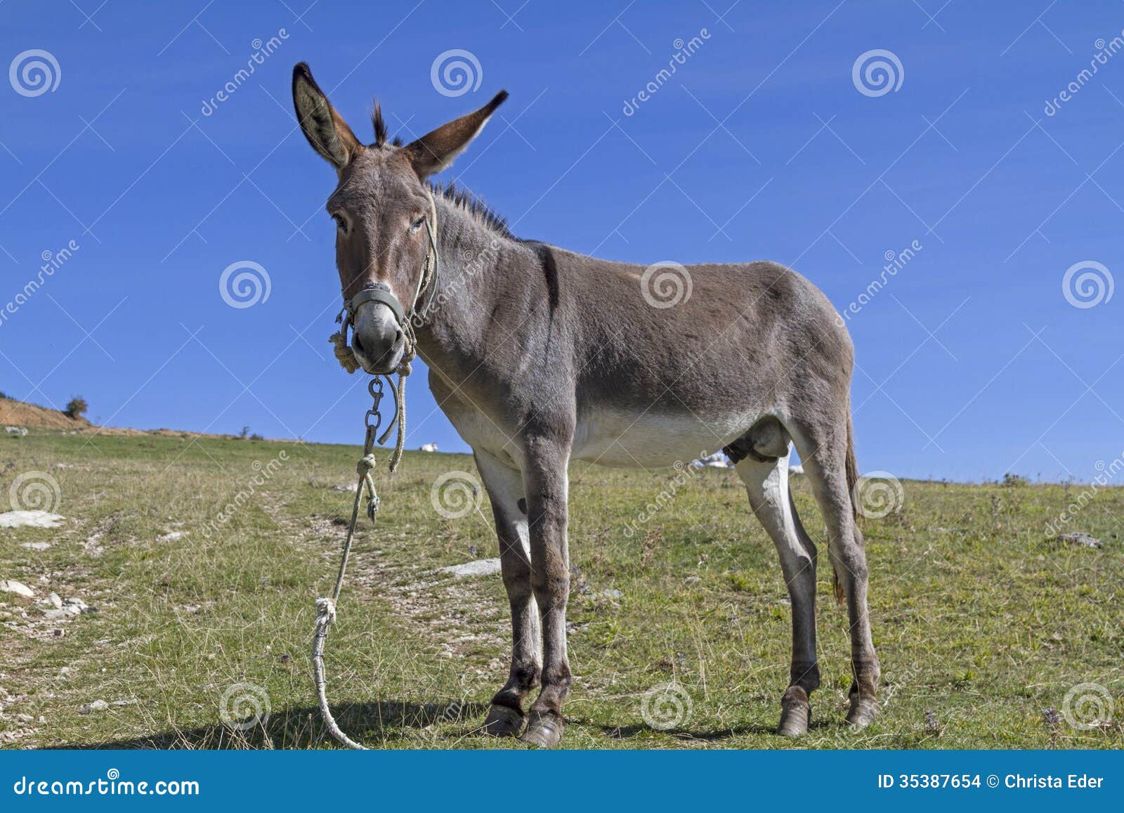 Asno foto de stock. Imagem de paste, telhado, alpino - 35387654