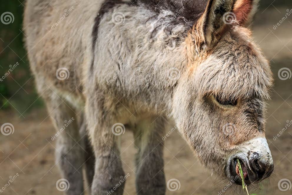 Asno foto de stock. Imagem de curiosidade, feno, fazenda - 35576406