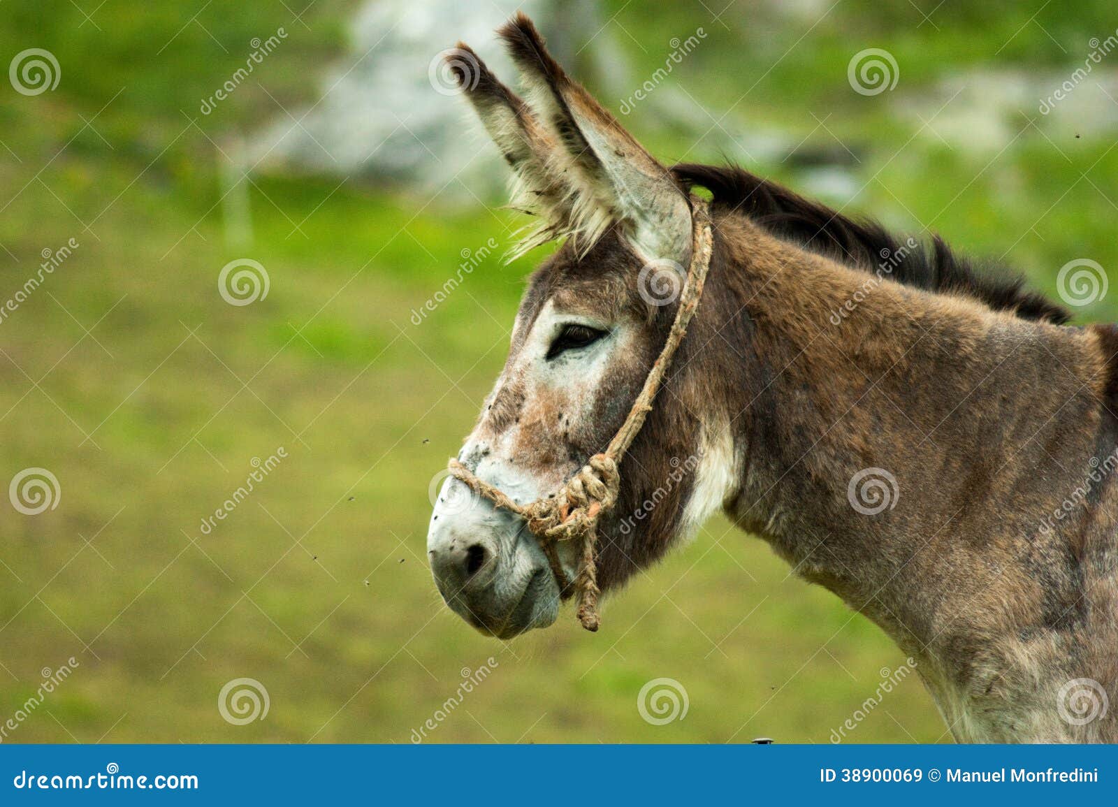 Asno imagem de stock. Imagem de exterior, pastor, asno - 38900069