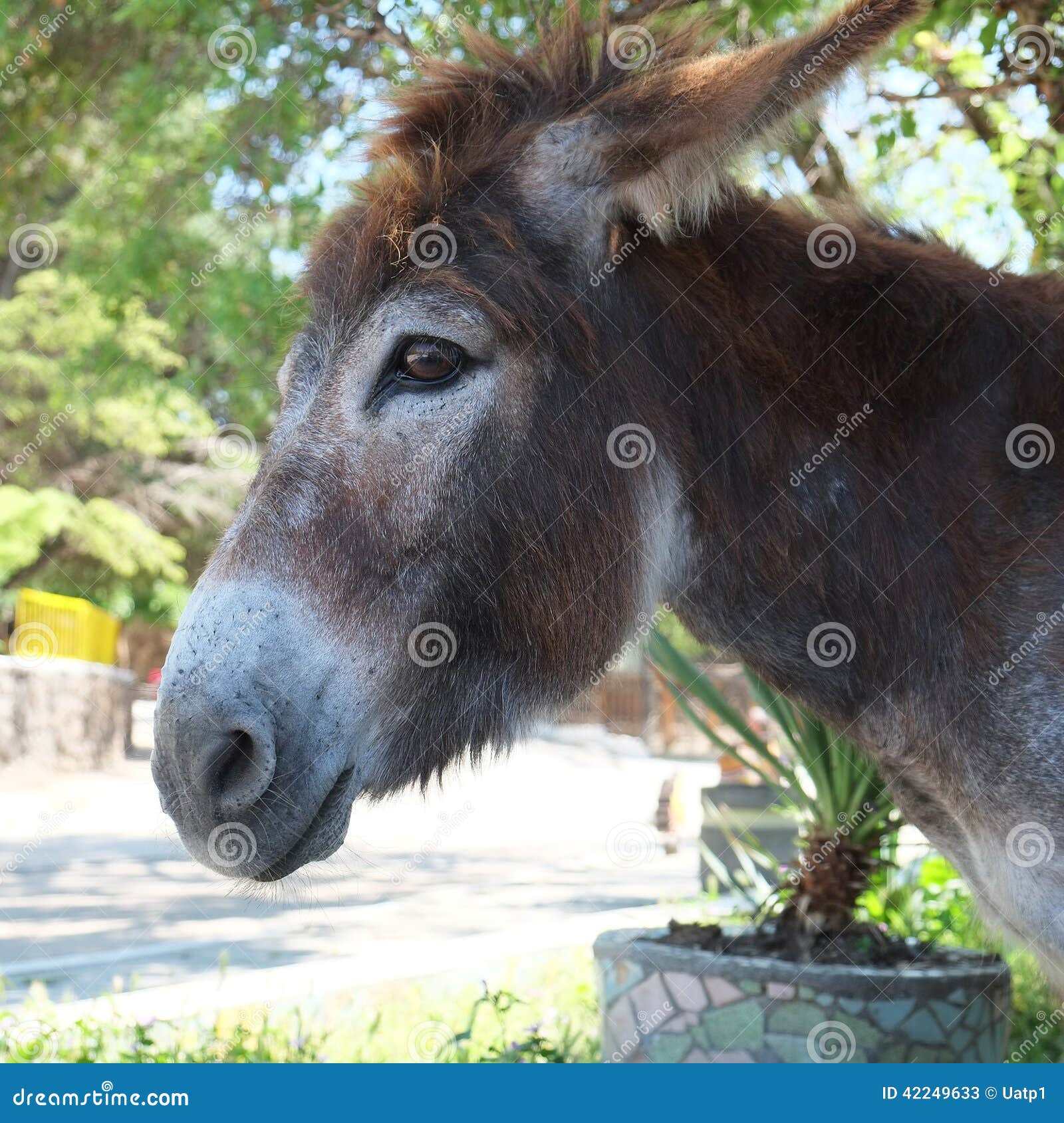 Asno imagem de stock. Imagem de freio, prado, vista, fundo - 42249633