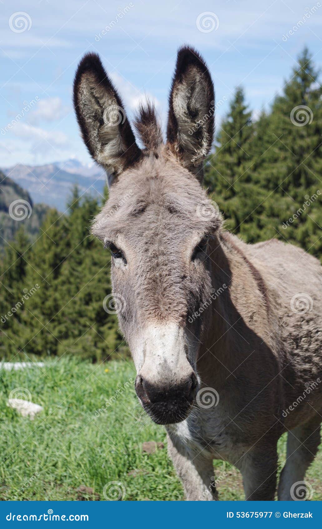 Asno imagem de stock. Imagem de forte, animal, pele, asno - 53675977