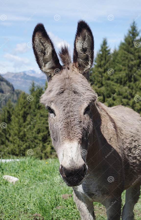 Asno imagem de stock. Imagem de forte, animal, pele, asno - 53675977