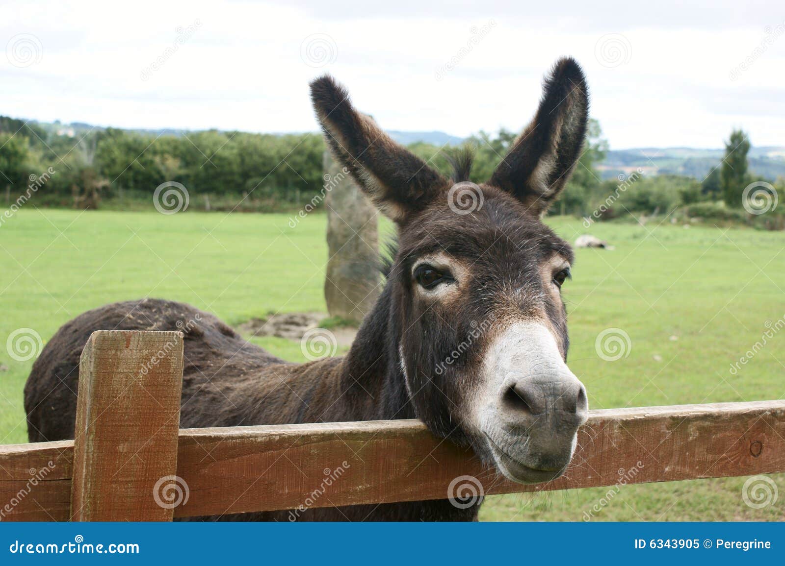 Asno imagem de stock. Imagem de asno, olho, marrom, fazenda - 6343905