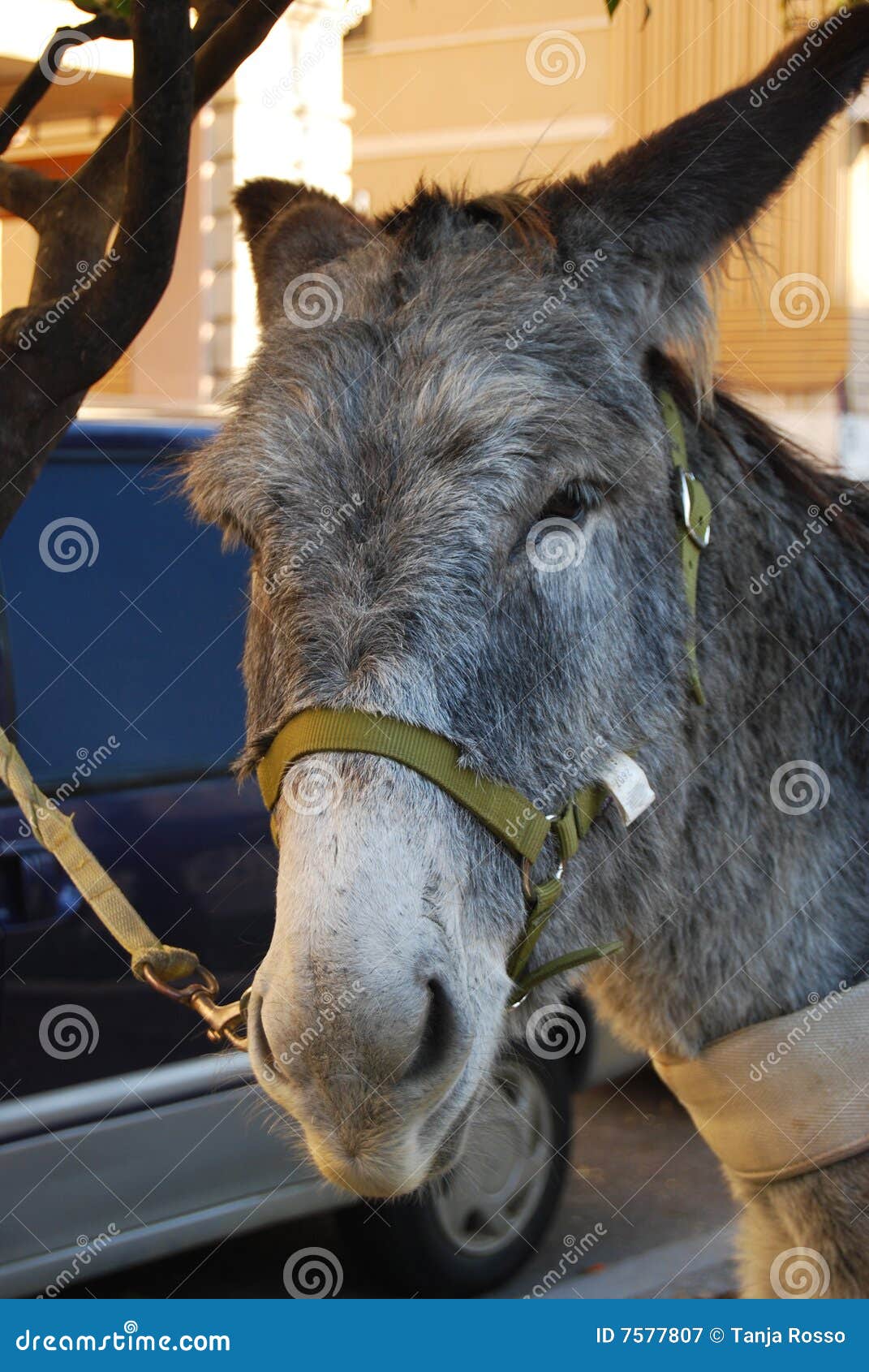 Asno imagem de stock. Imagem de orelhas, animal, retrato - 7577807