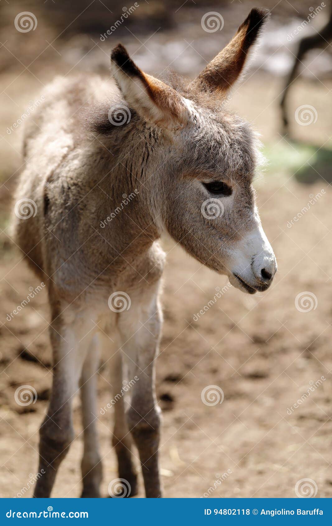 Asno foto de stock. Imagem de cara, agricultura, orelha - 94802118