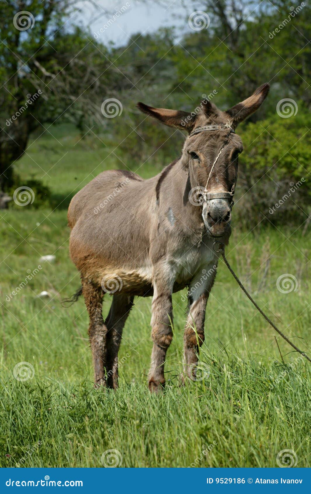 Asno foto de stock. Imagem de asno, rancho, marrom, orelha - 9529186