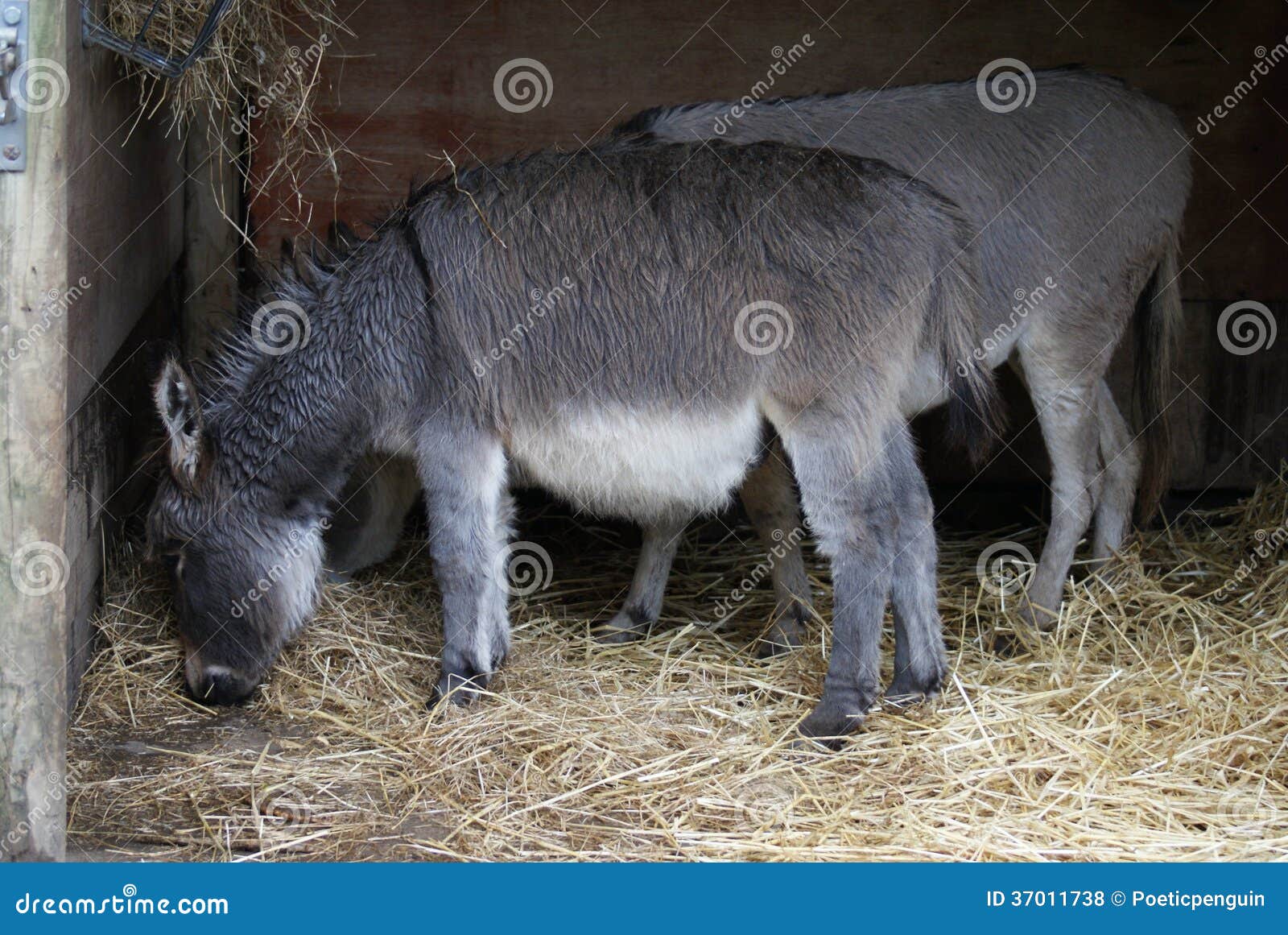 Asno - Asinus Do Africanus Do Equus Foto de Stock - Imagem de marrom ...