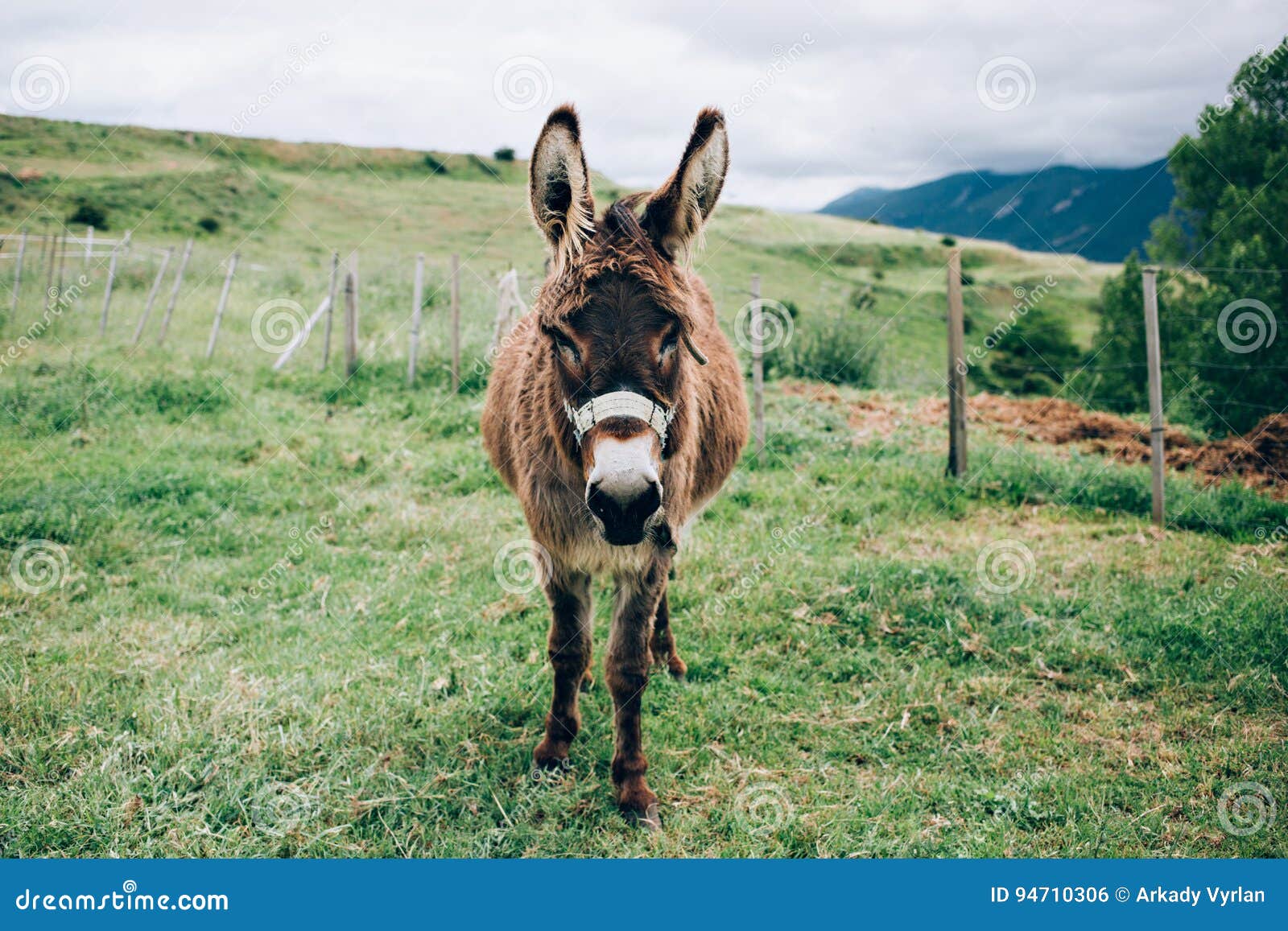 Asno Bonito Pequeno No Campo Foto de Stock - Imagem de cavalo, prado ...