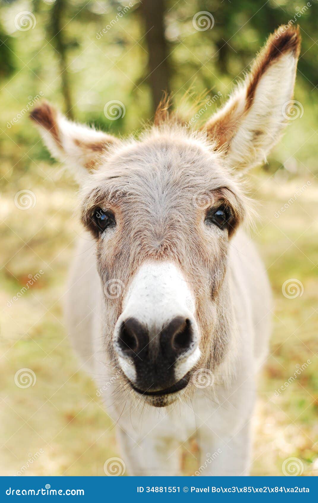 Asno curioso imagem de stock. Imagem de bonito, wildlife - 34881551